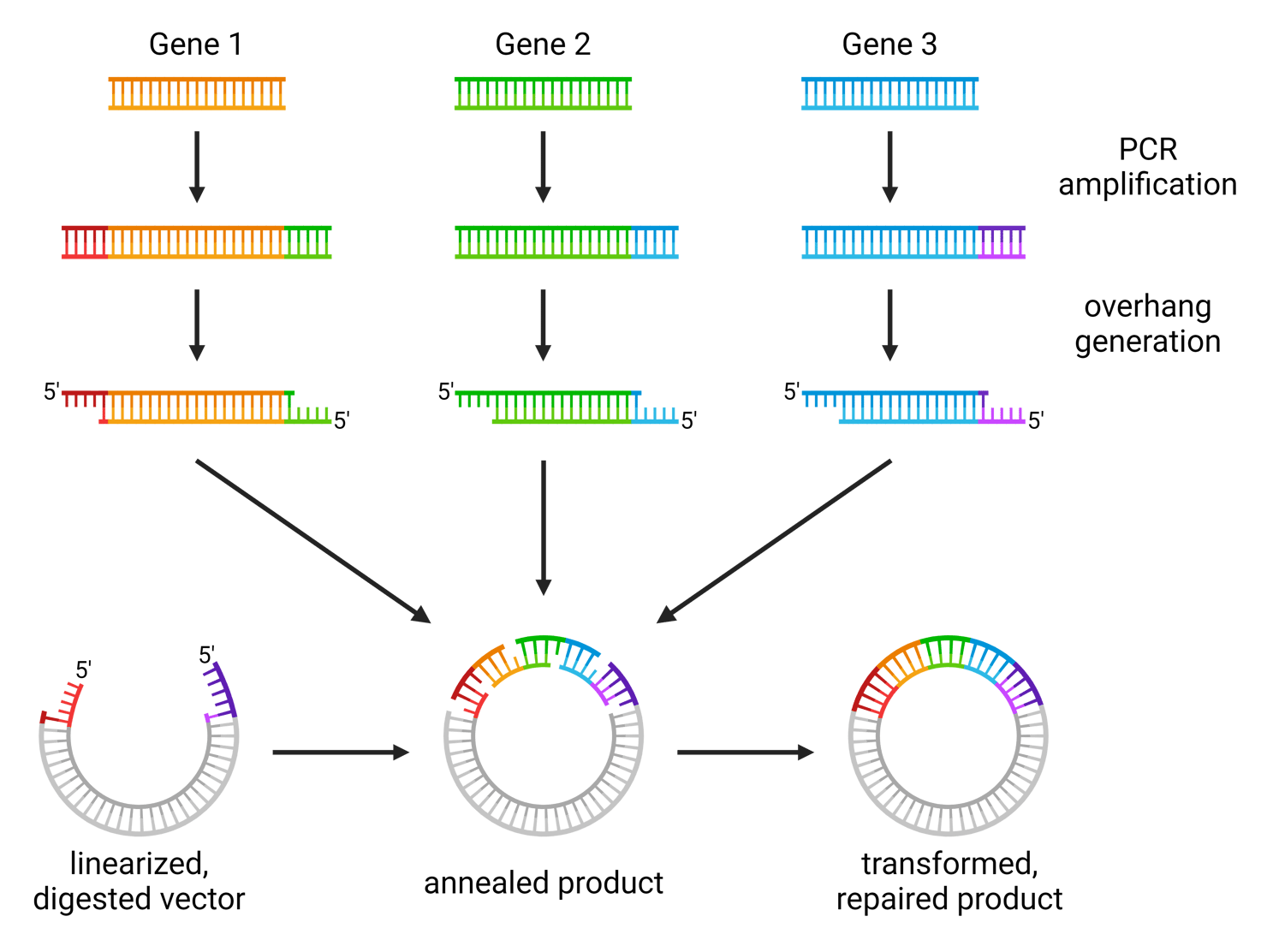 Plasmids 101: Sequence and Ligation Independent Cloning (SLIC)